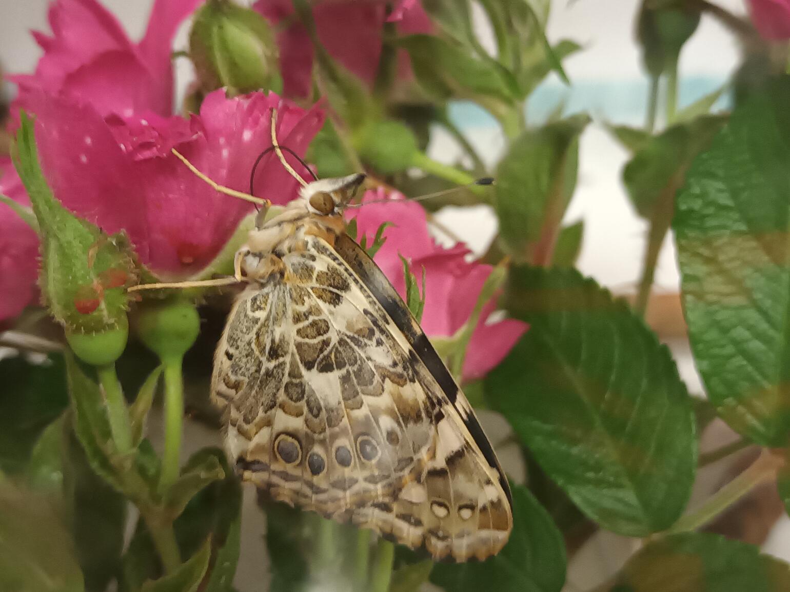 Butterflies! | Sandy Hill Elementary