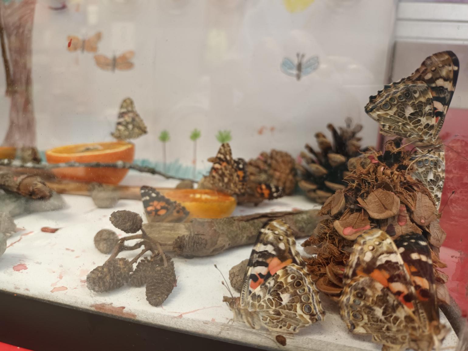 Butterflies! | Sandy Hill Elementary